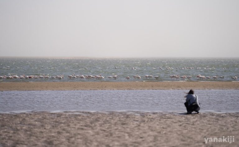 これが砂漠か！砂の脅威も感じるデューン7とフラミンゴラグーン | ナミビア旅行記 | yanakiji