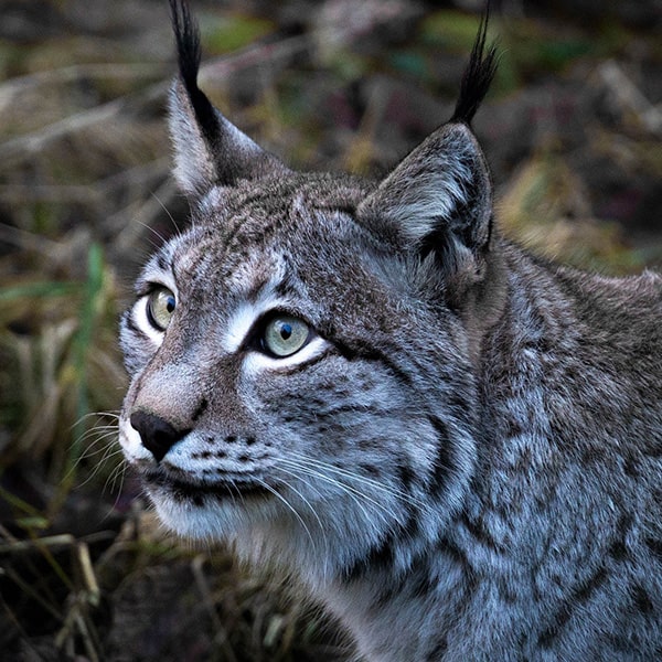 極寒のネコ科動物！ボブキャット・ピューマ・カナダオオヤマネコの生態を学ぶ | 冬のカナダ旅行記 | yanakiji