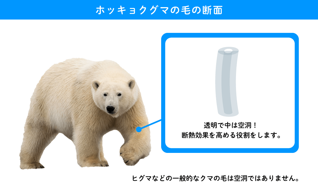 ホッキョクグマの生態に迫る！毛の秘密やハンターとしての凶暴さ | yanakiji 秘境旅で出会うワクワクをお届けします。